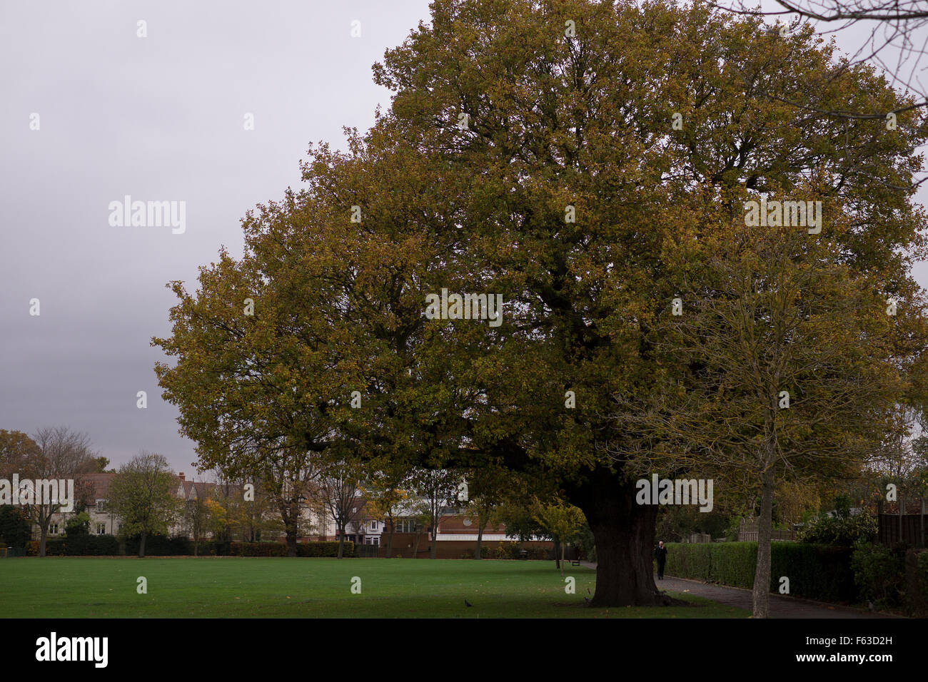 Oak tree on a rainy day in Autumn in Croydon Surrey UKK Stock Photo - Alamy