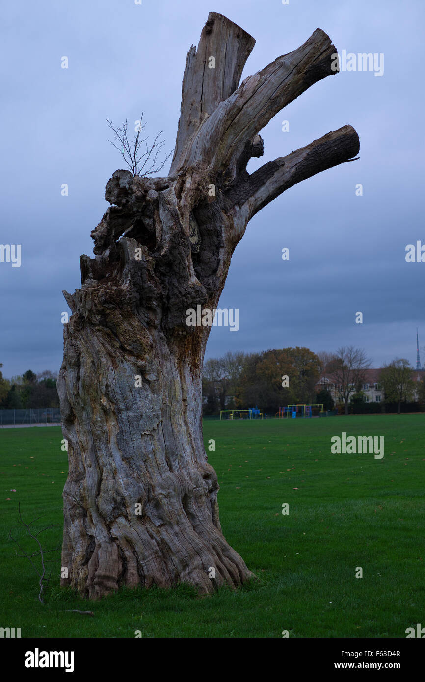 Dead Oak tree in park on rainy day in Autumn in Croydon Surrey UK Stock ...