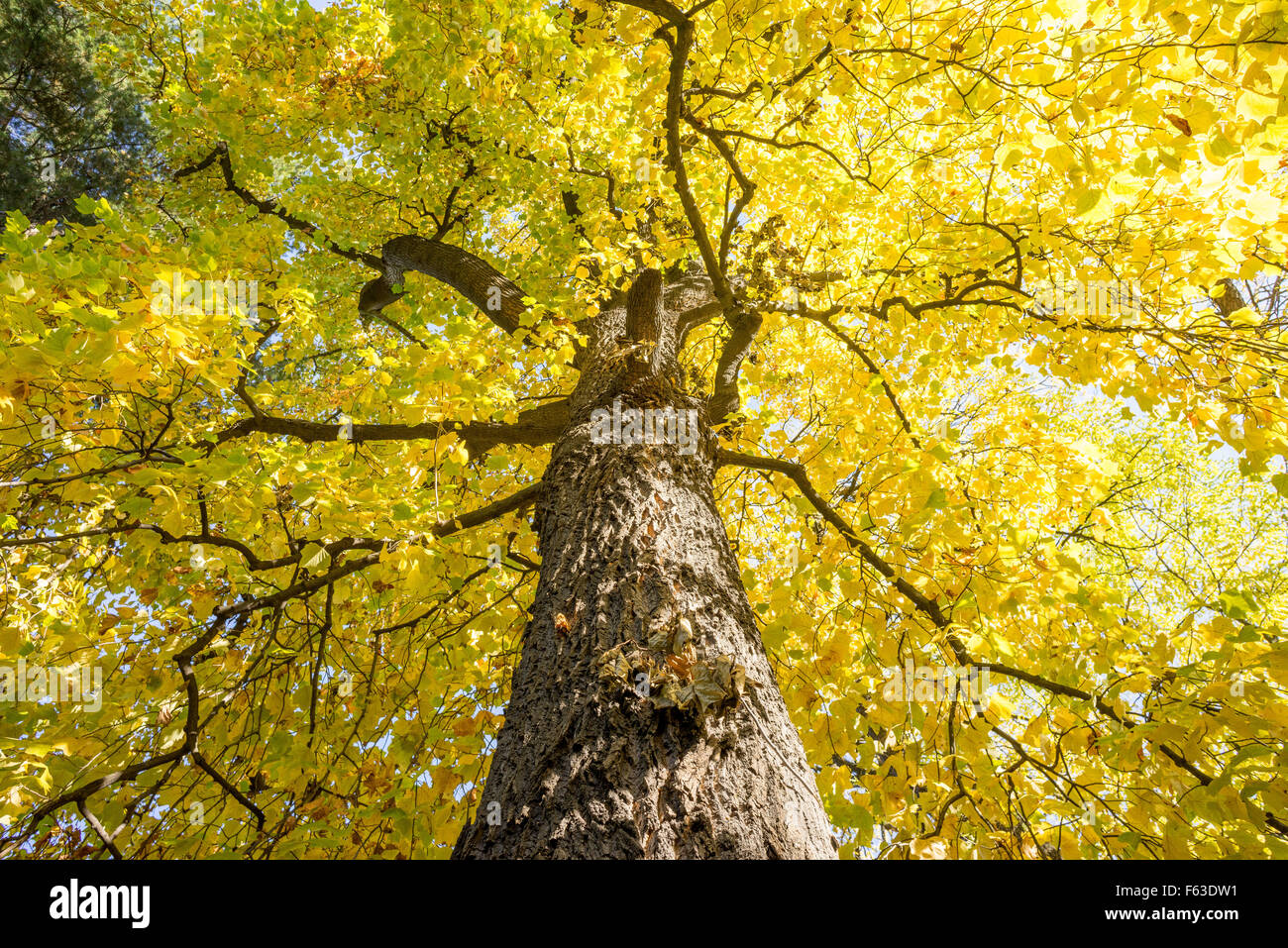 Old tulip tree yellow fall canopy and trunk Liriodendron tulipifera ...