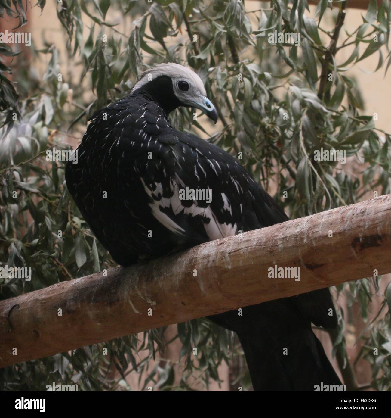 South American Male Blue throated Piping Guan (Pipile cumanensis), a.k.a. Venezuelan White ...