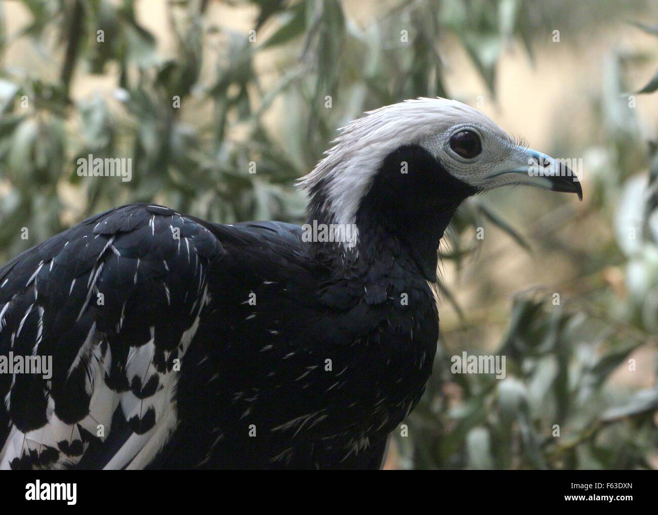 South American Male Blue throated Piping Guan (Pipile cumanensis), a.k.a. Venezuelan White ...