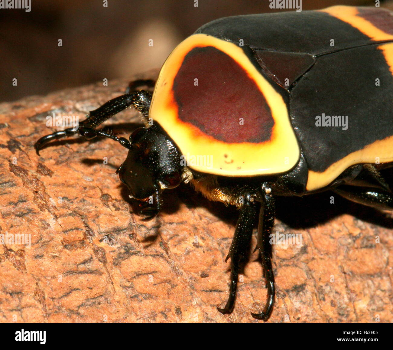 African sun beetle hi-res stock photography and images - Alamy