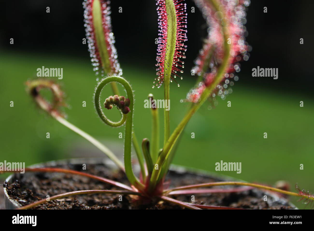 Cape Sundew (Drosera Capensis Stock Photo - Alamy