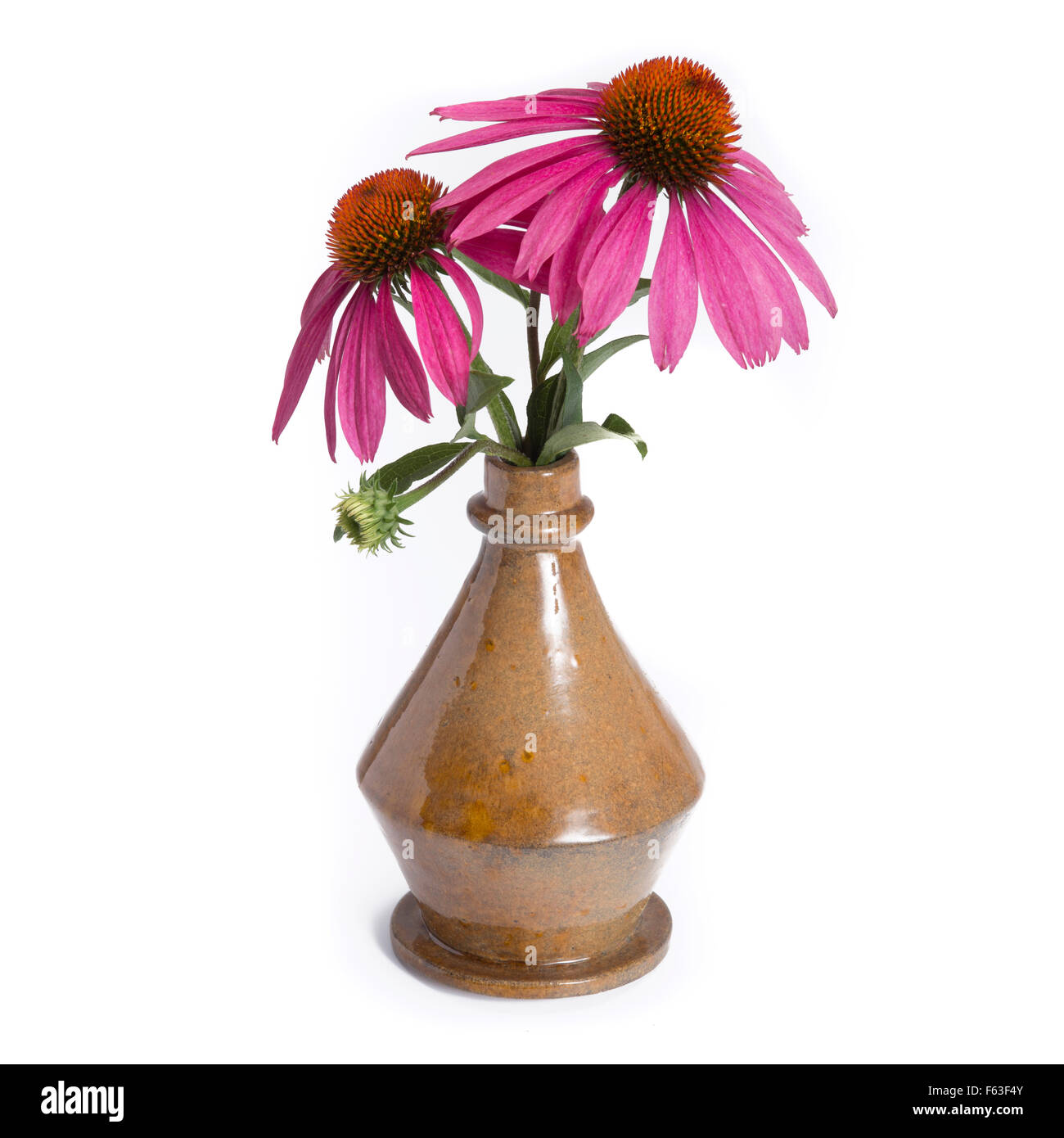 Echinacea in vintage vase isolated on white background Stock Photo - Alamy