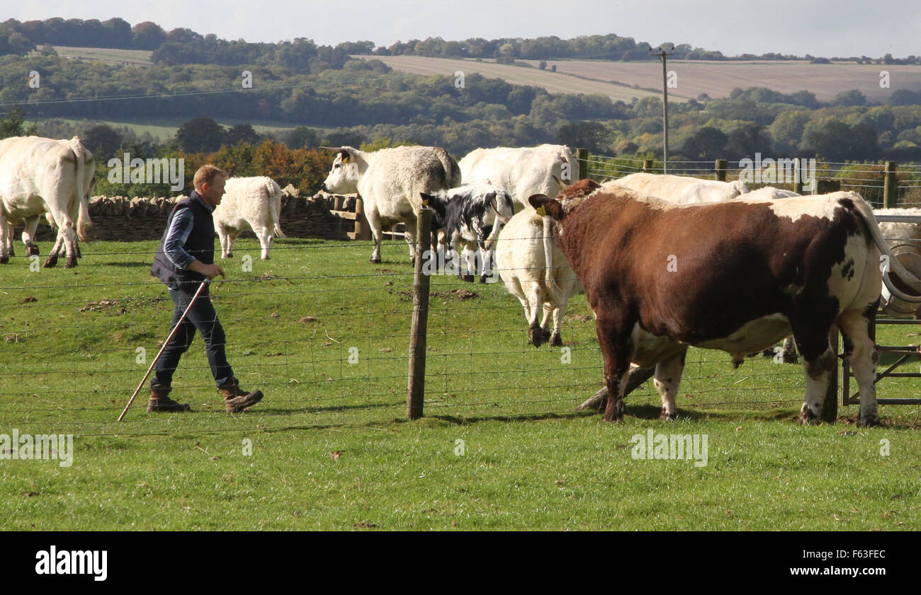Adam Henson from BBC Countryfile gets back to work on his farm, after ...
