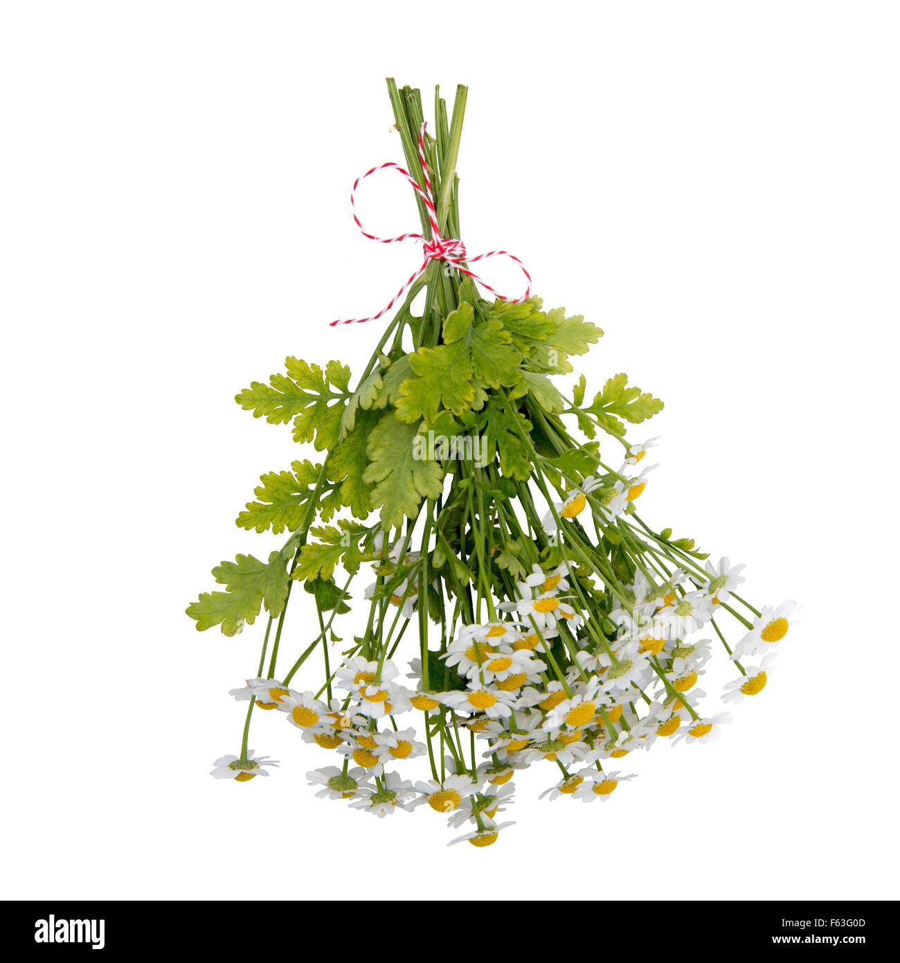 Chamomile hi-res stock photography and images - Alamy