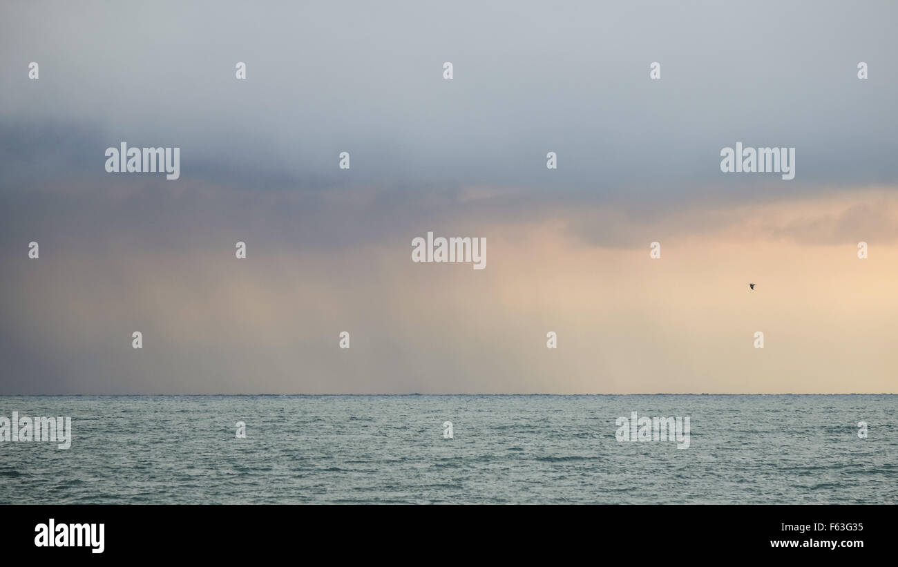 Bird flying toward storm over the sea Stock Photo - Alamy