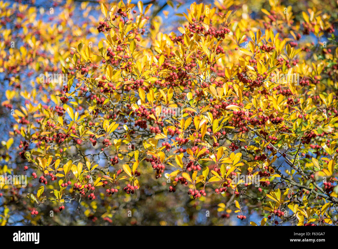 Hawthorn thornapple yellow autumn leaves and red berries against blue ...