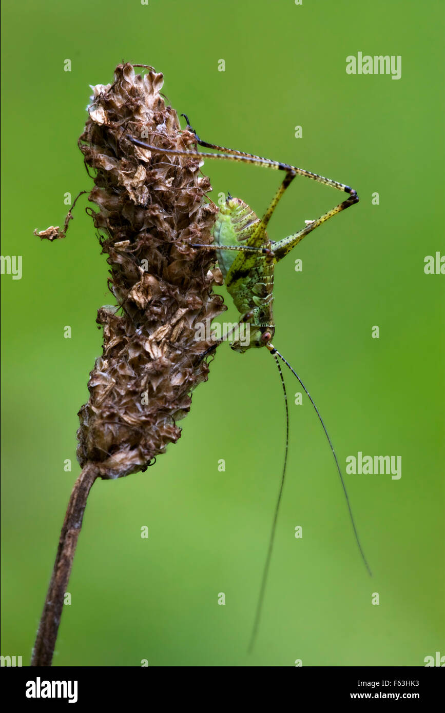 close up of grasshopper Orthopterous Tettigoniidae on a piece of branch ...