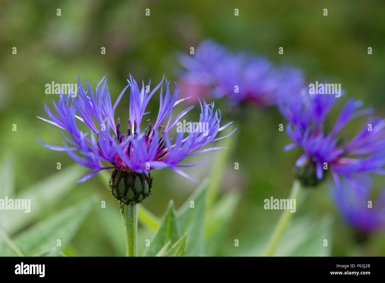 blue Centaurea in garden Stock Photo - Alamy