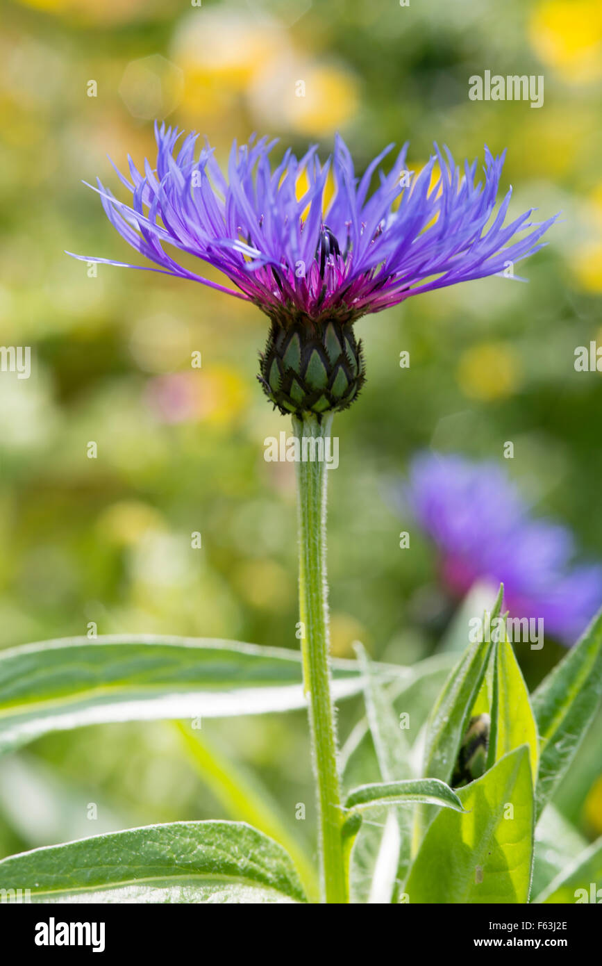 blue Centaurea in garden Stock Photo - Alamy