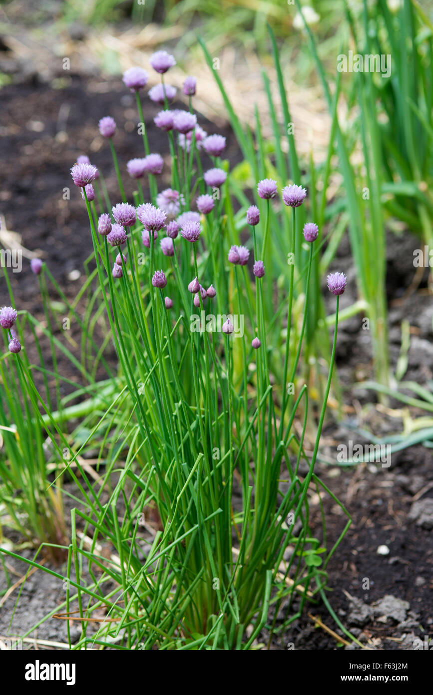 fresh chives growing in garden Stock Photo - Alamy