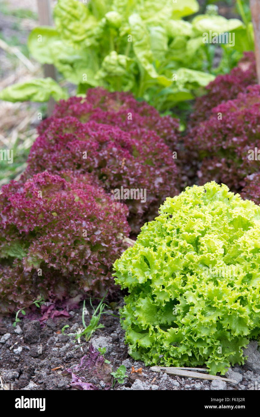 fresh lettuce in garden Stock Photo - Alamy