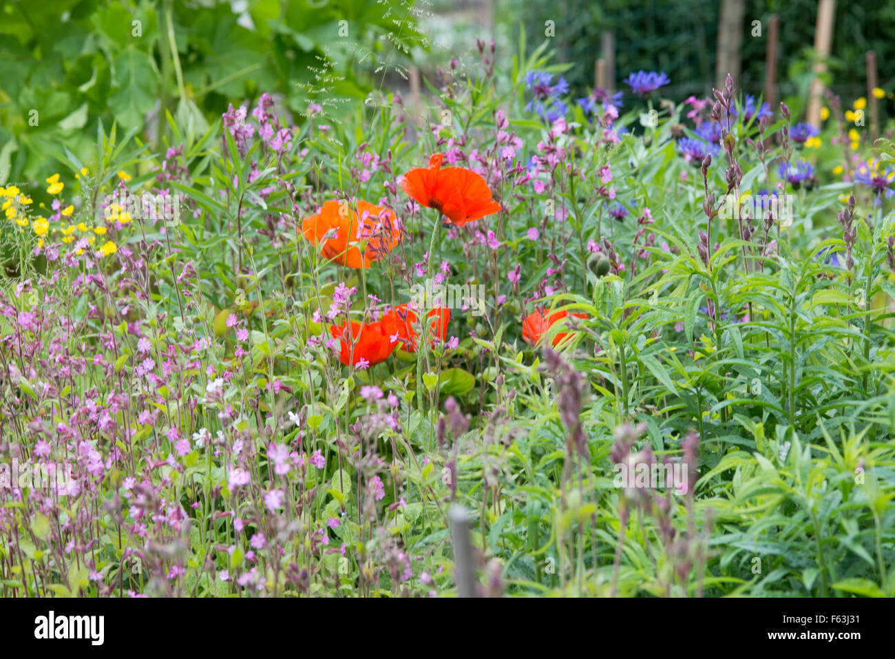 Garden red poppy hi-res stock photography and images - Alamy