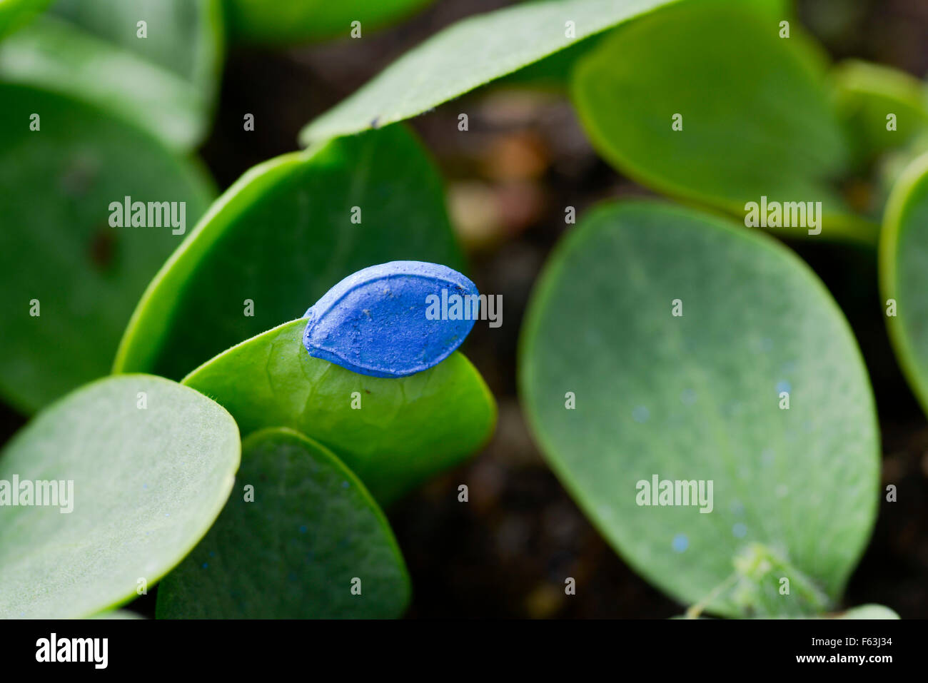 blue pumpkin seed Stock Photo - Alamy