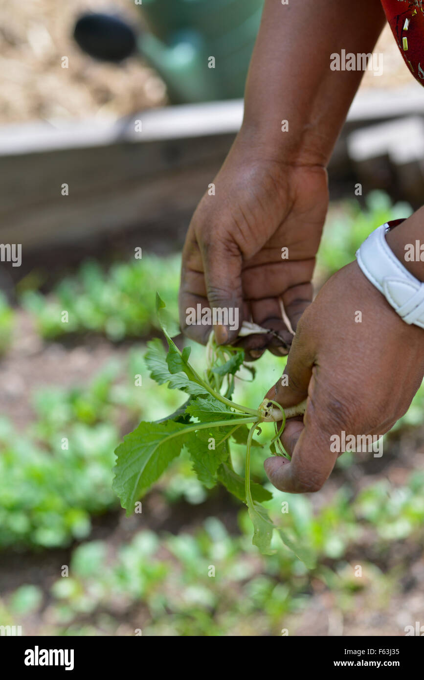 planting seedlings in garden Stock Photo - Alamy