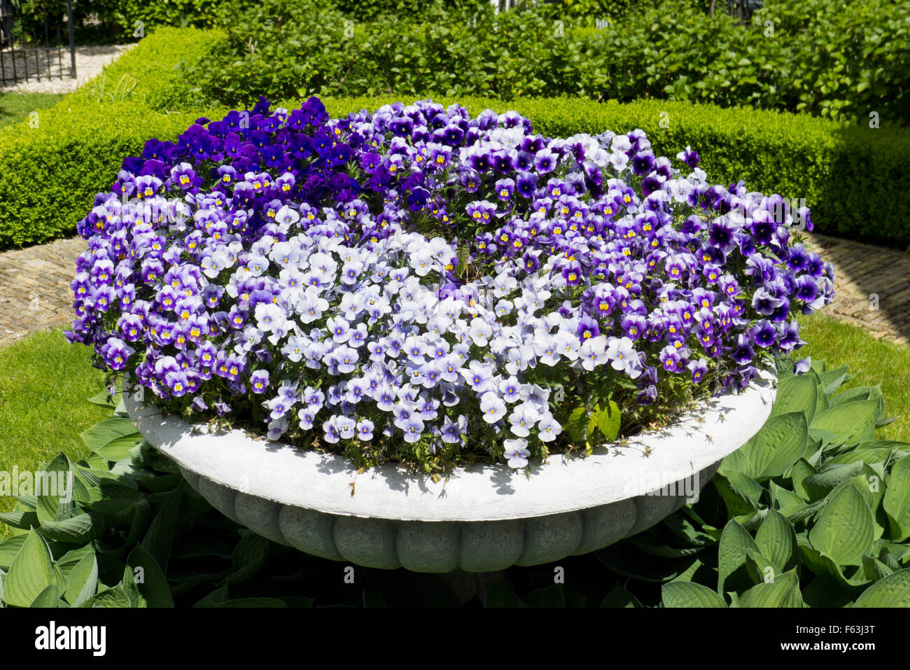 Light blue pansy flowers hi-res stock photography and images - Alamy