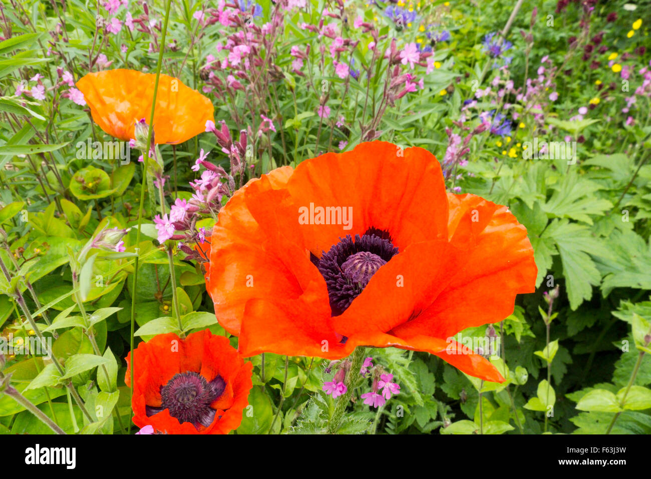 Garden red poppy hi-res stock photography and images - Alamy