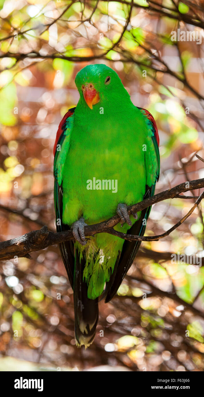 Australian Birds Collection, Green Birds Australia Stock Photo - Alamy