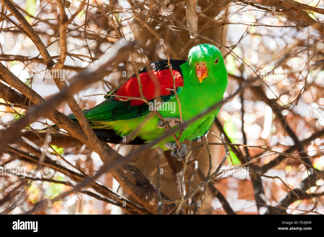 Australian Birds Collection, Green Birds Australia Stock Photo - Alamy