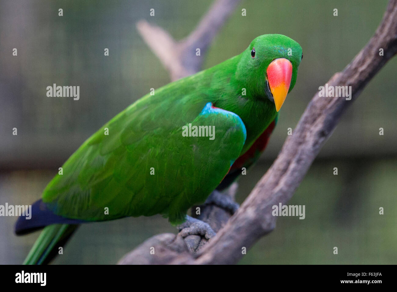Green parrot hi-res stock photography and images - Alamy