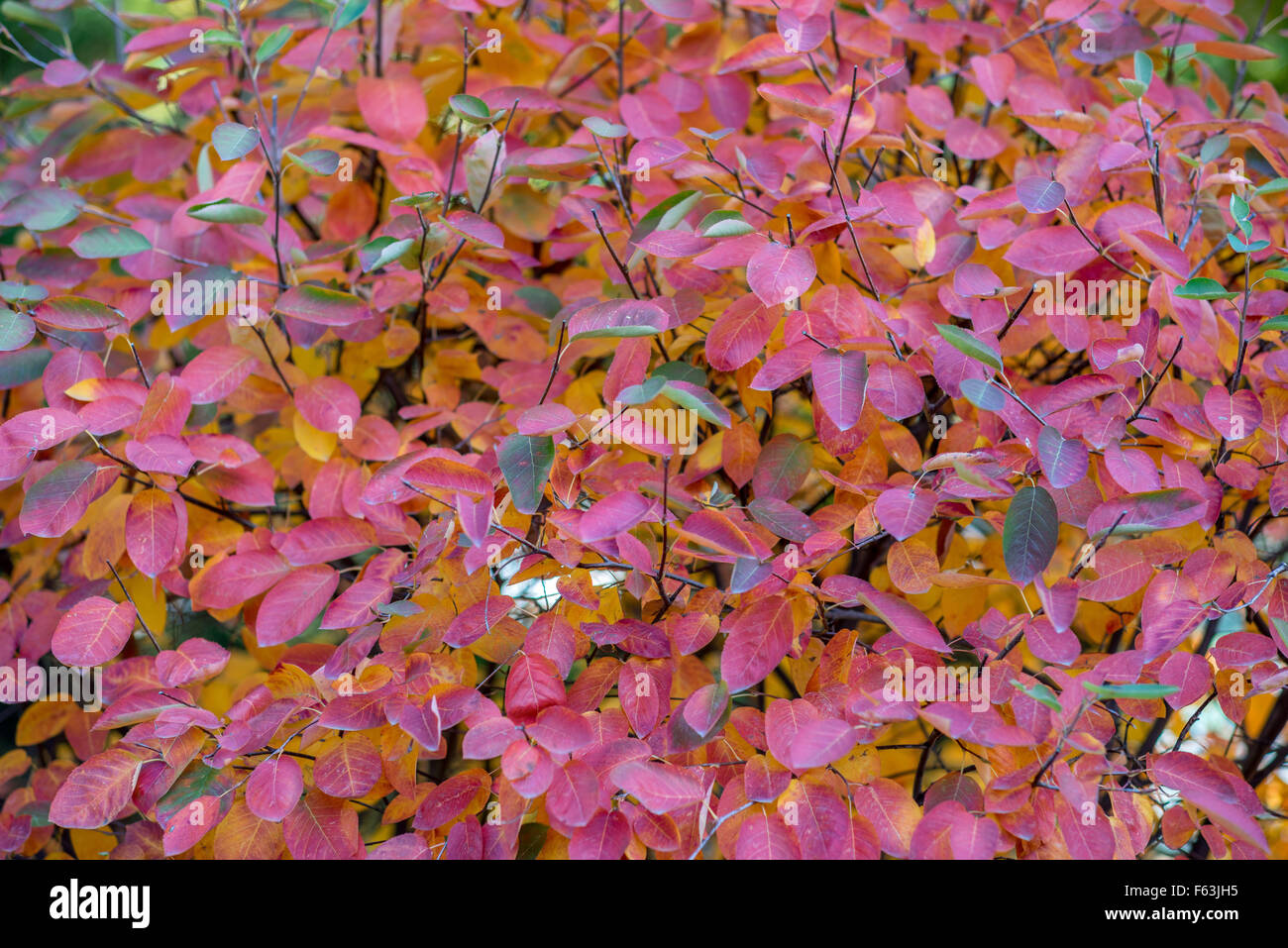 Amelanchier lamarckii juneberry serviceberry shadbush red autumn ...