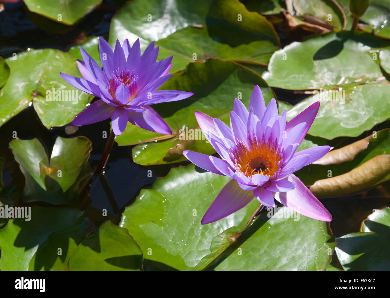 Water Lilies, Purple Lilies Water Lilies, Green, Western Australia ...