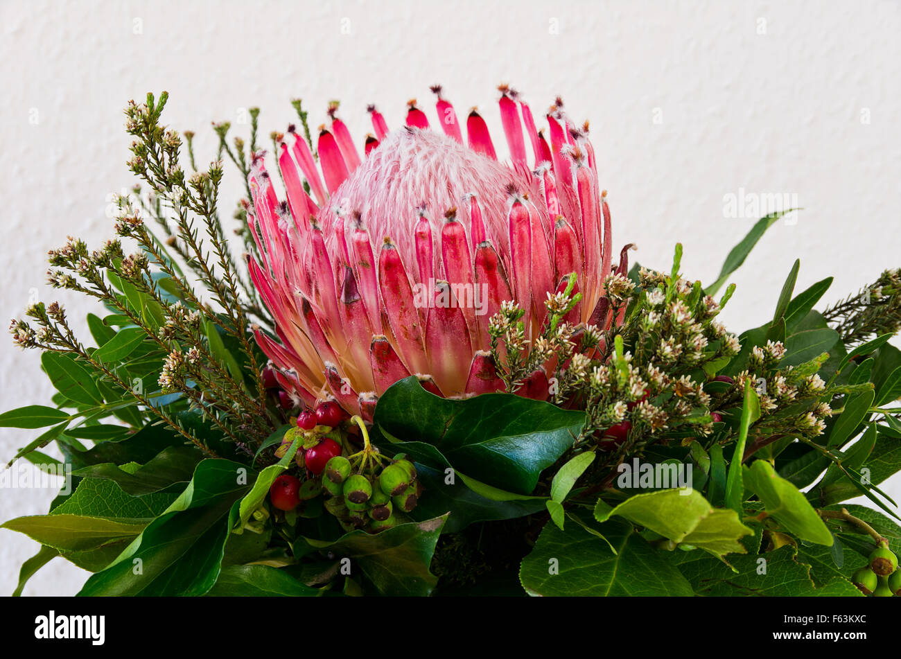 Protea plant hi-res stock photography and images - Alamy