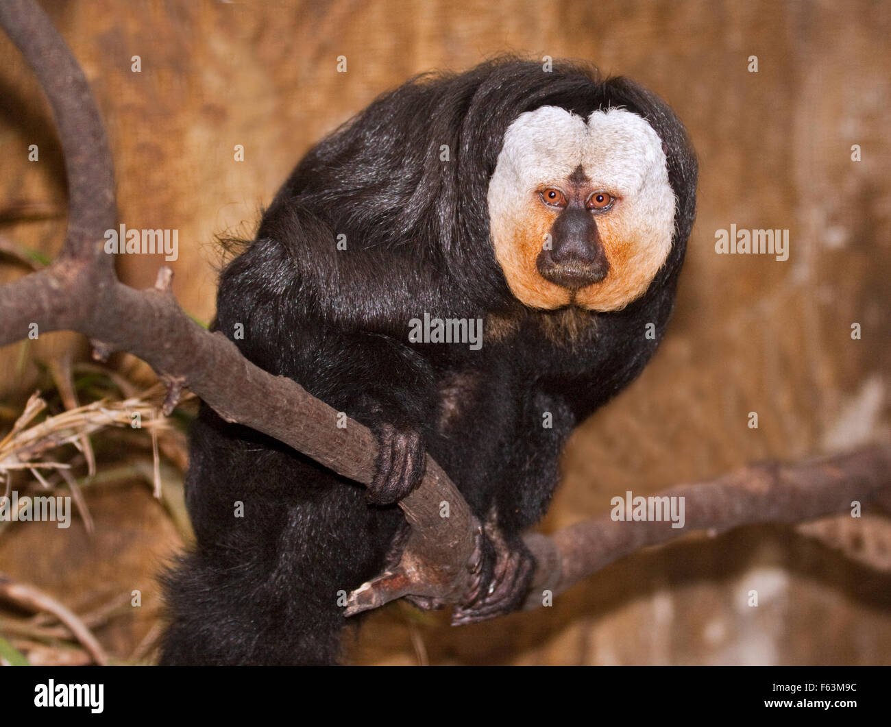 White Faced Saki Monkey (pithecia pithecia) male Stock Photo - Alamy