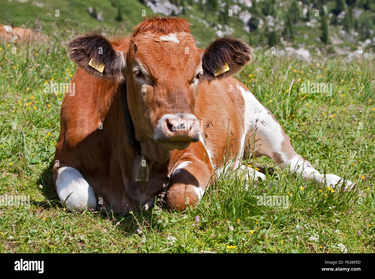 Alpine cow hi-res stock photography and images - Alamy