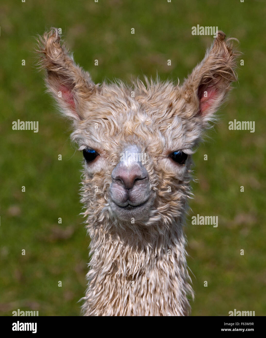 Smiling Baby Llama