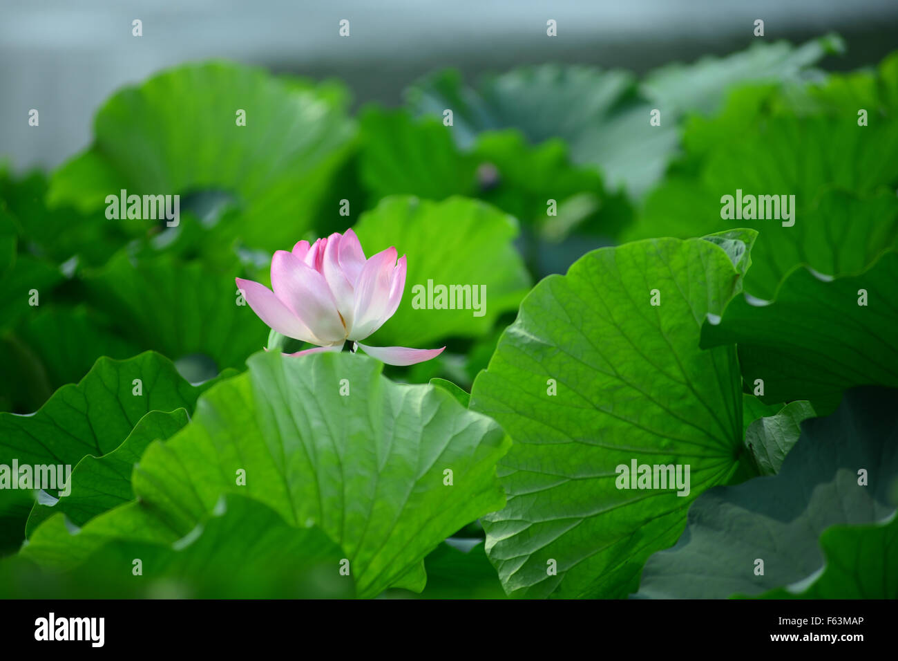 Hide under leaves hi-res stock photography and images - Alamy