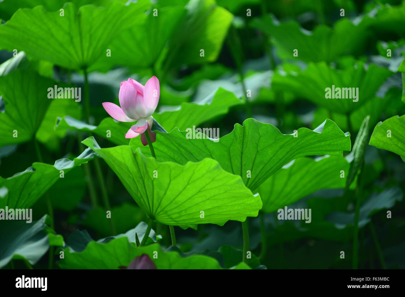 Single lotus flower hi-res stock photography and images - Alamy