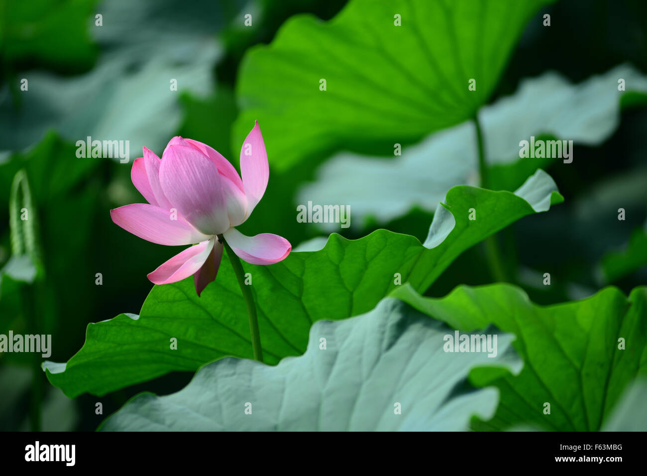 High Contrast Flower Stock Photos & High Contrast Flower Stock Images ...