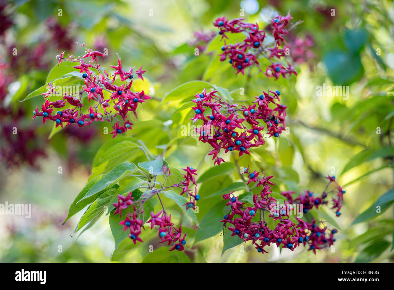 Clerodendrum trichotomum autumn fruits harlequin glorybower, glorytree ...