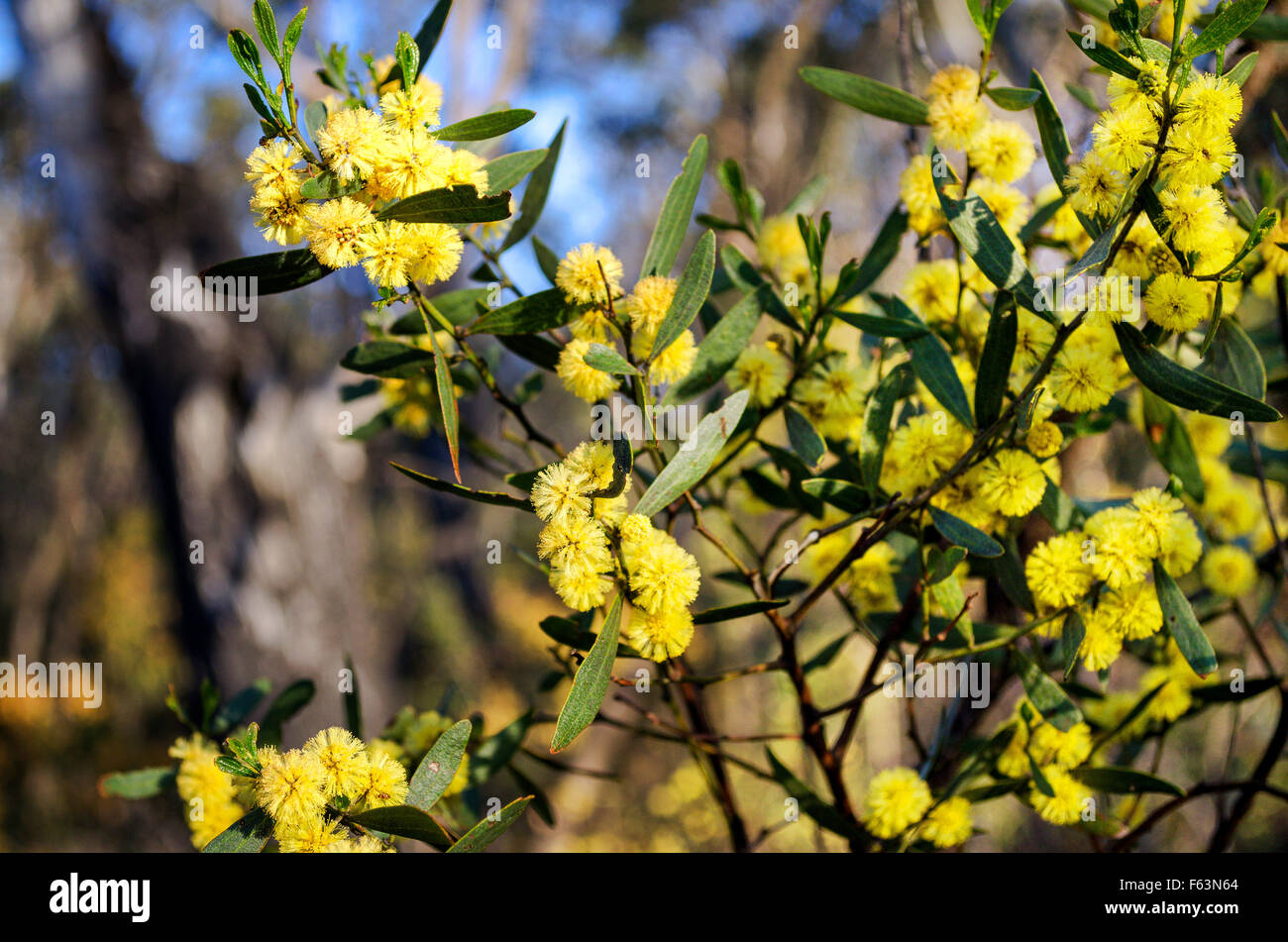Golden wattle hi-res stock photography and images - Alamy