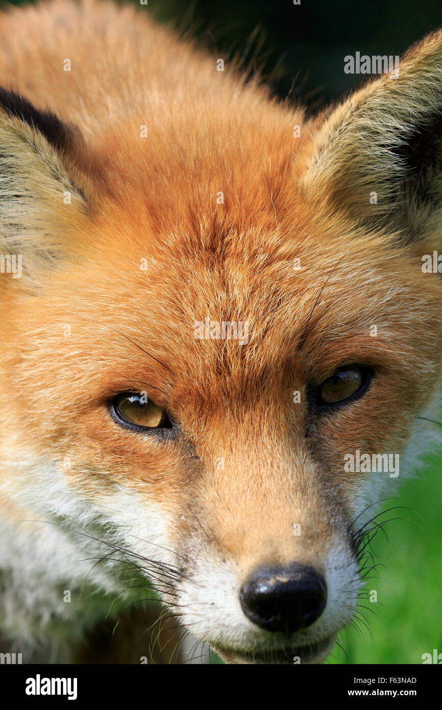 Red Fox close-up looking into camera Stock Photo - Alamy
