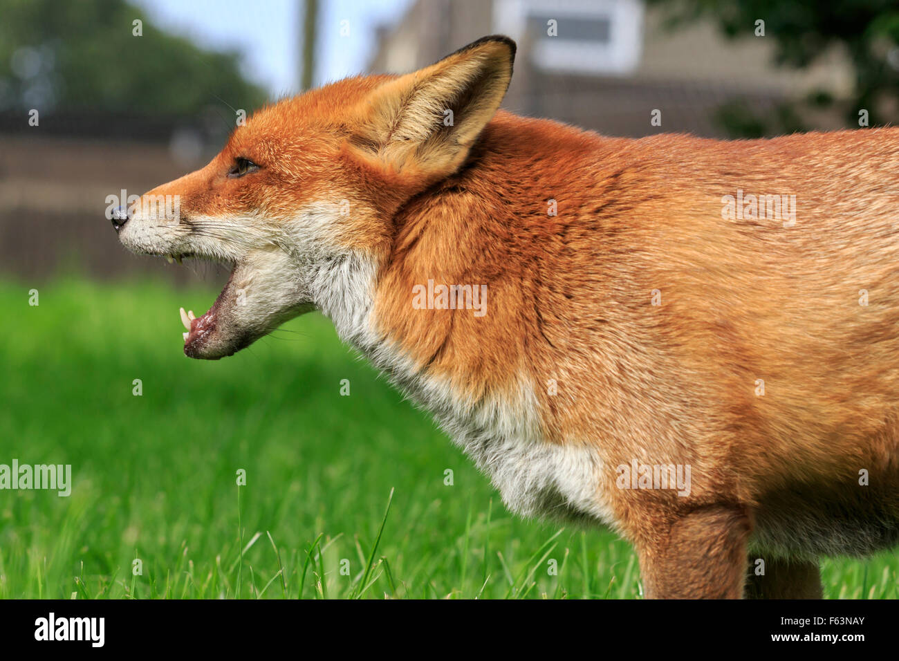Red fox mouth open hi-res stock photography and images - Alamy