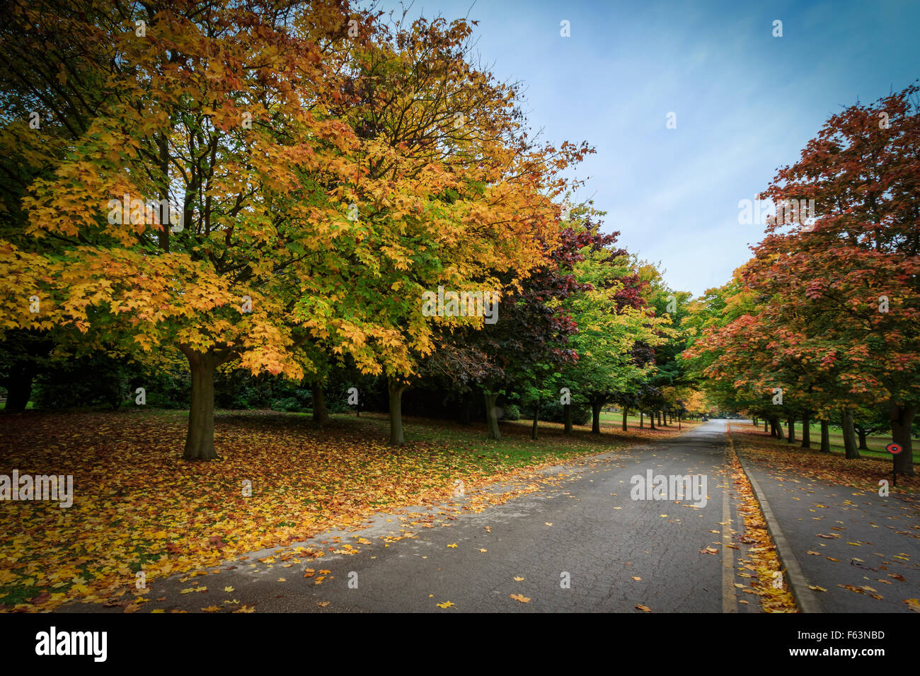 Beautiful autumn landscape colored leafs Stock Photo - Alamy