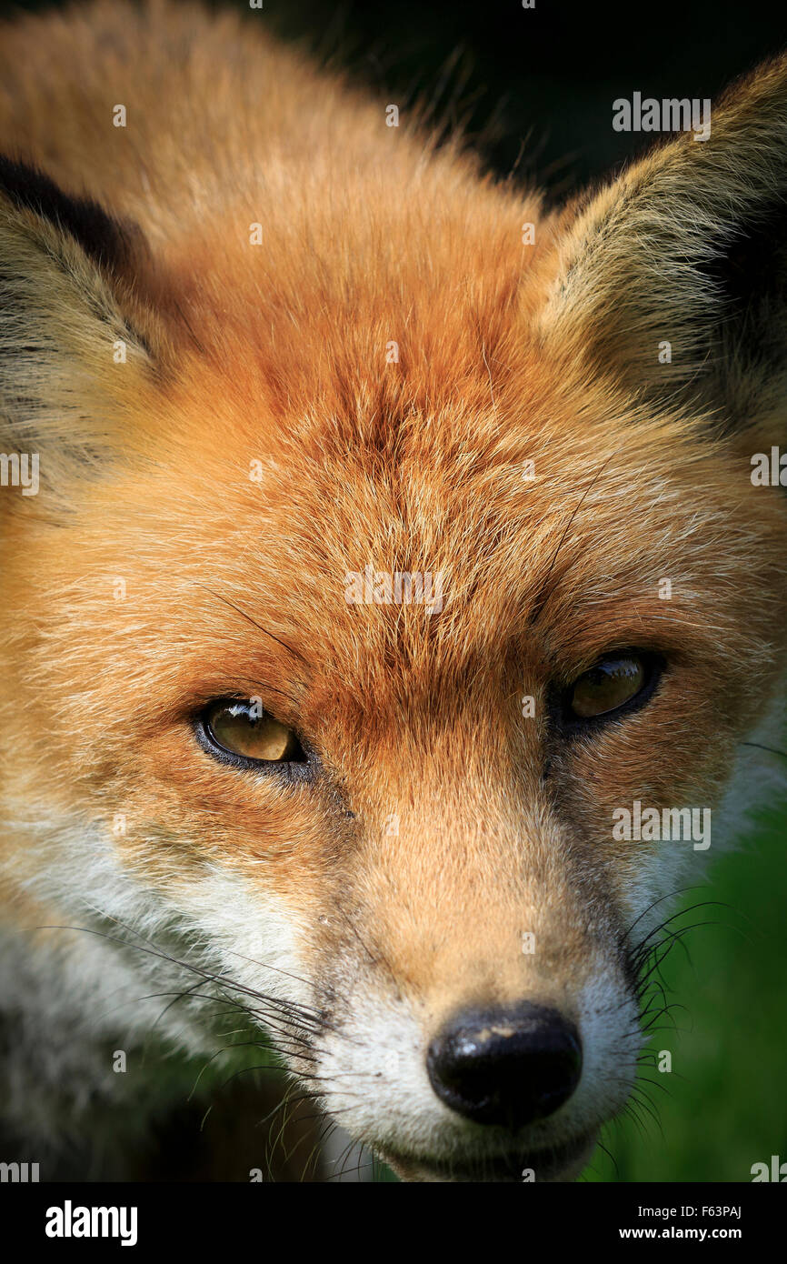 Red fox close up hi-res stock photography and images - Alamy