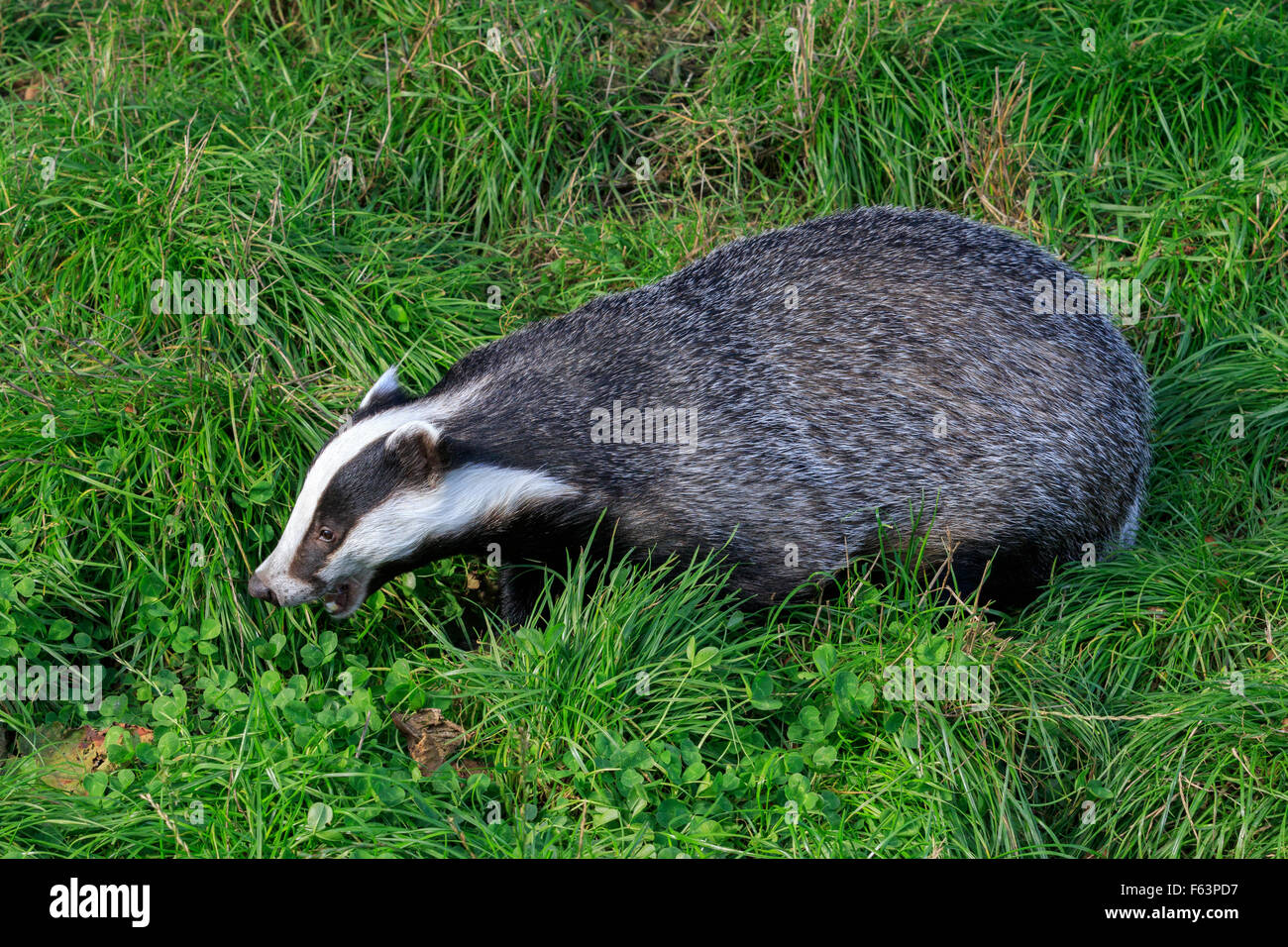 Badger on grass looking for food Stock Photo - Alamy