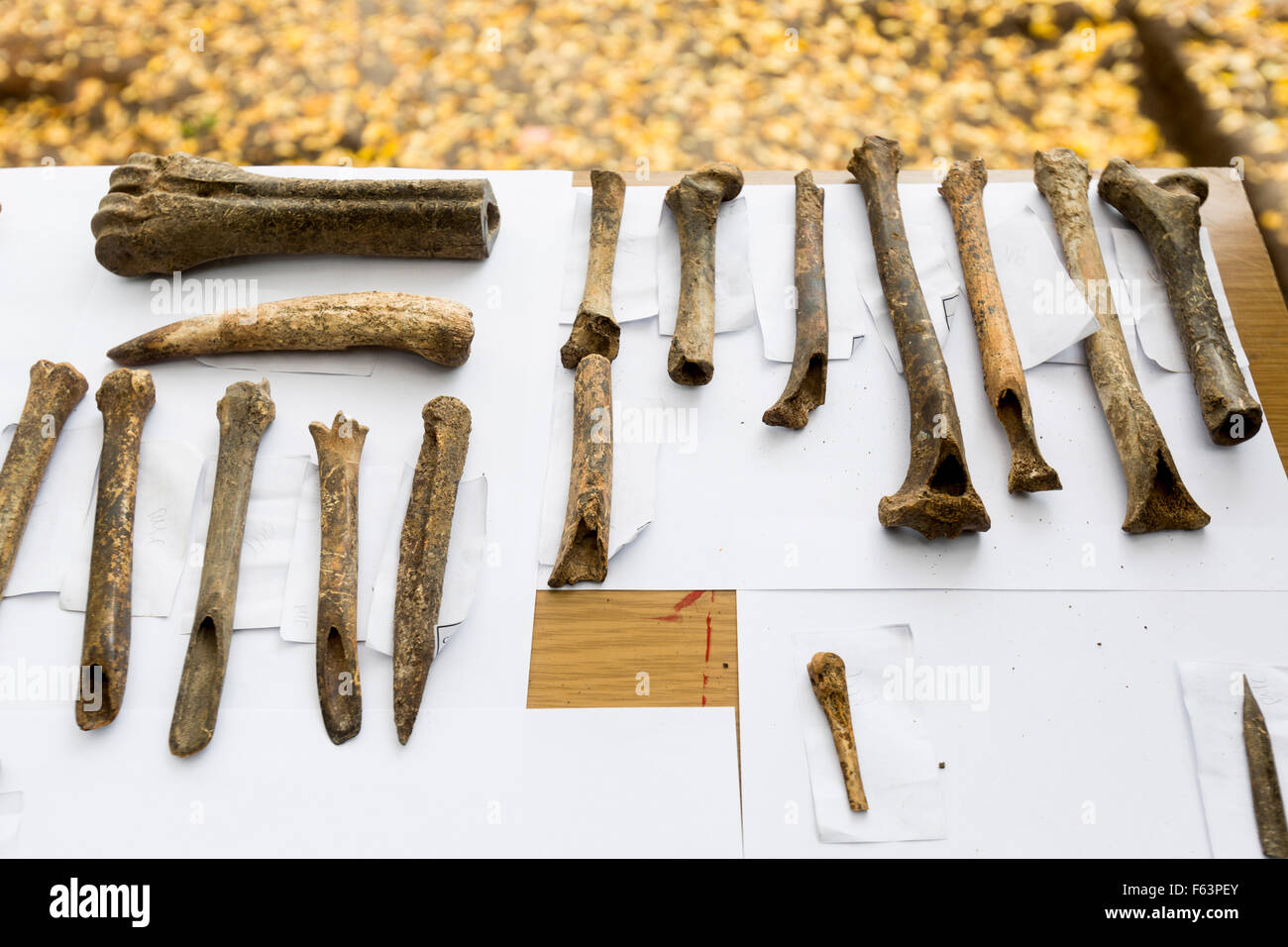 Archaeology Human Bones