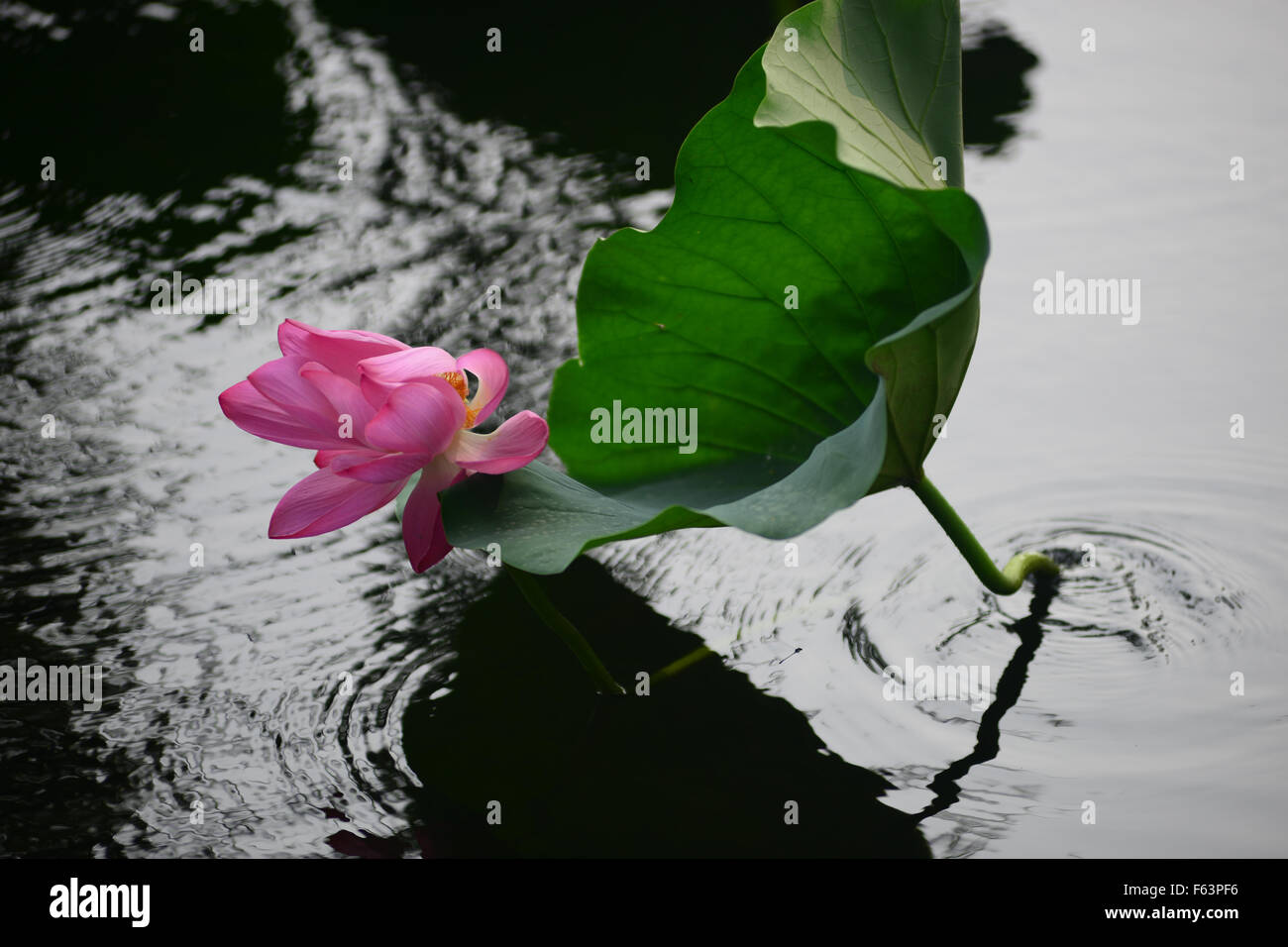 The Wind In The Lotus High Resolution Stock Photography and Images - Alamy