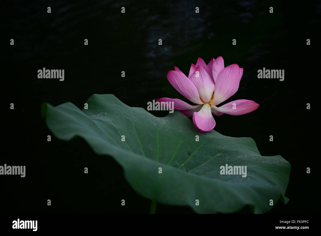 Dark Lotus High Resolution Stock Photography and Images - Alamy