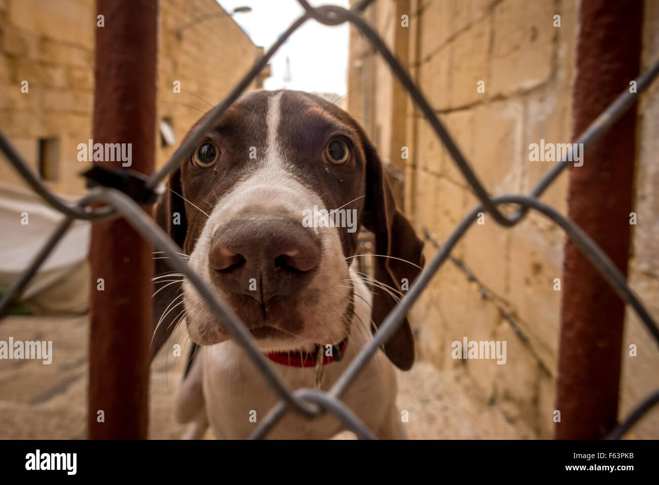 Dog behind bars hi-res stock photography and images - Alamy