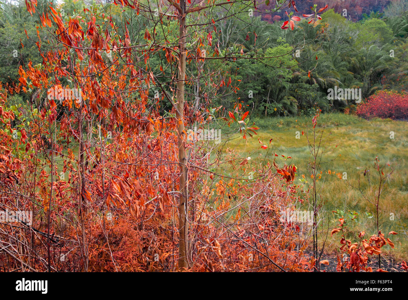 Drought season in Malaysia Stock Photo - Alamy