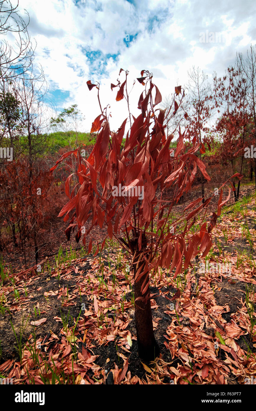 Drought season in Malaysia Stock Photo - Alamy