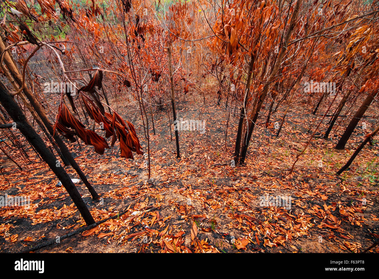 Drought season in Malaysia Stock Photo - Alamy