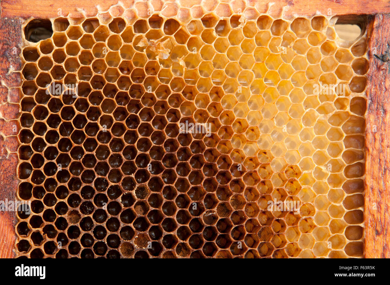honeycomb without bees Stock Photo - Alamy
