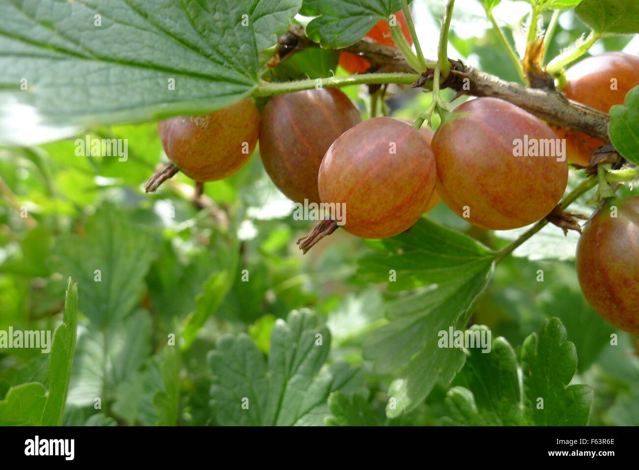 Gooseberry bush hi-res stock photography and images - Alamy